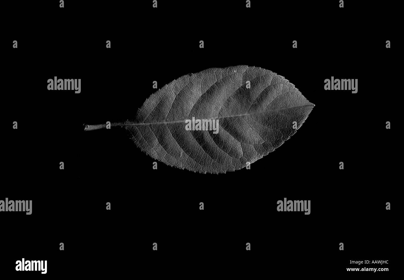 leaf at night Stock Photo - Alamy