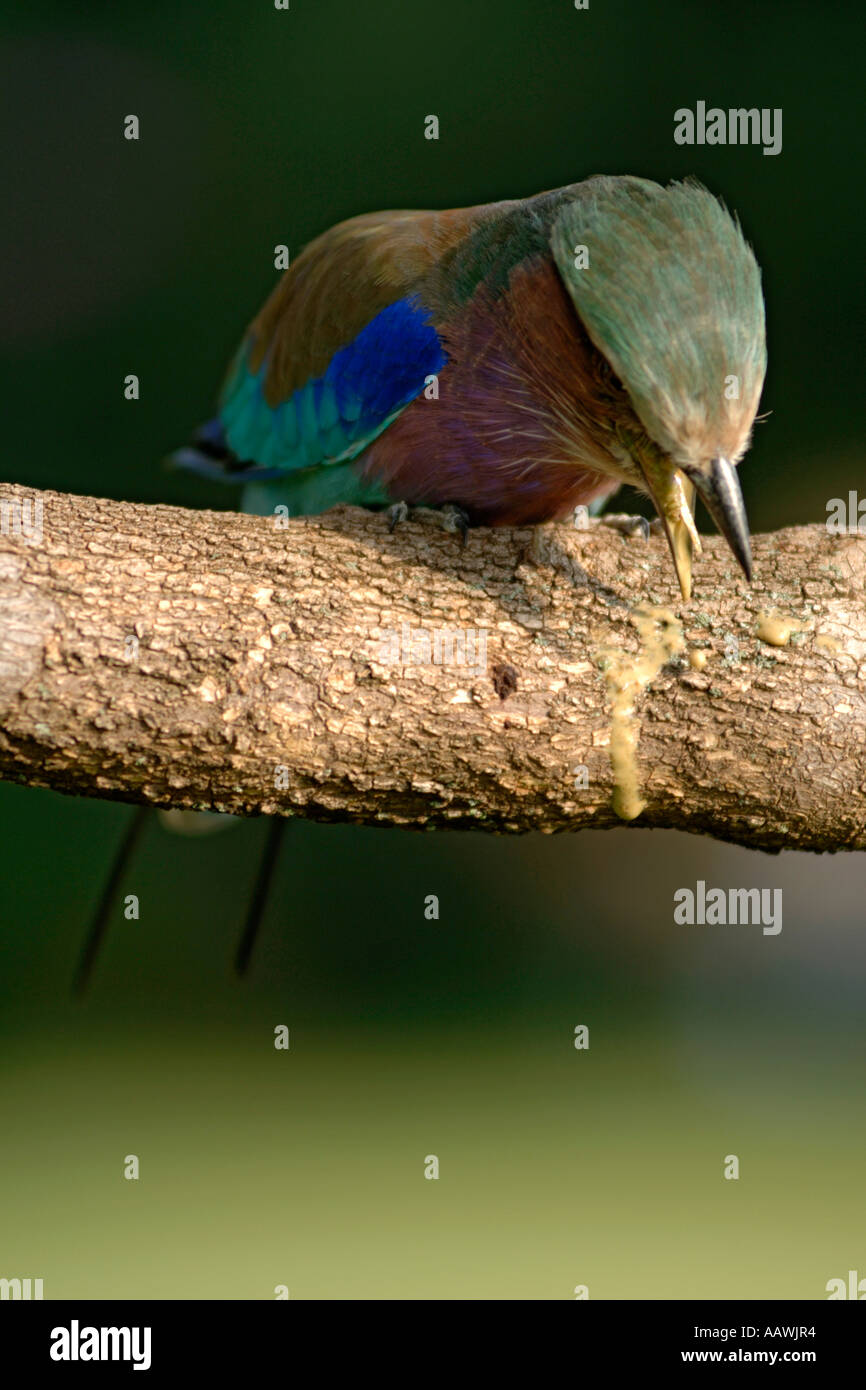 Bird vomit hi-res stock photography and images - Alamy