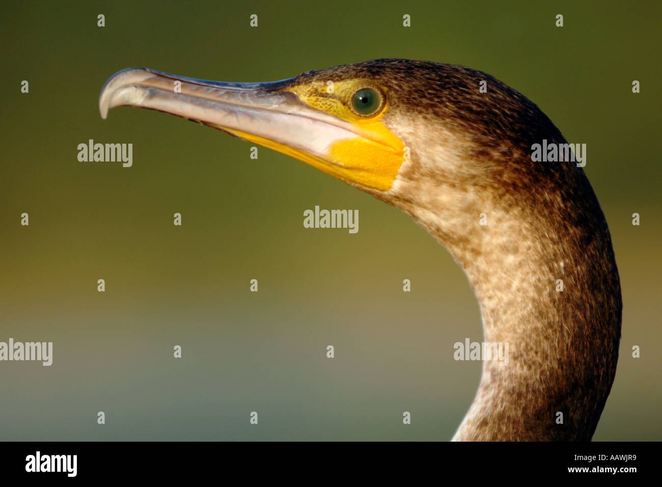 A close-up portrait of an African Darter (Anhinga Rufa) in South Africa ...