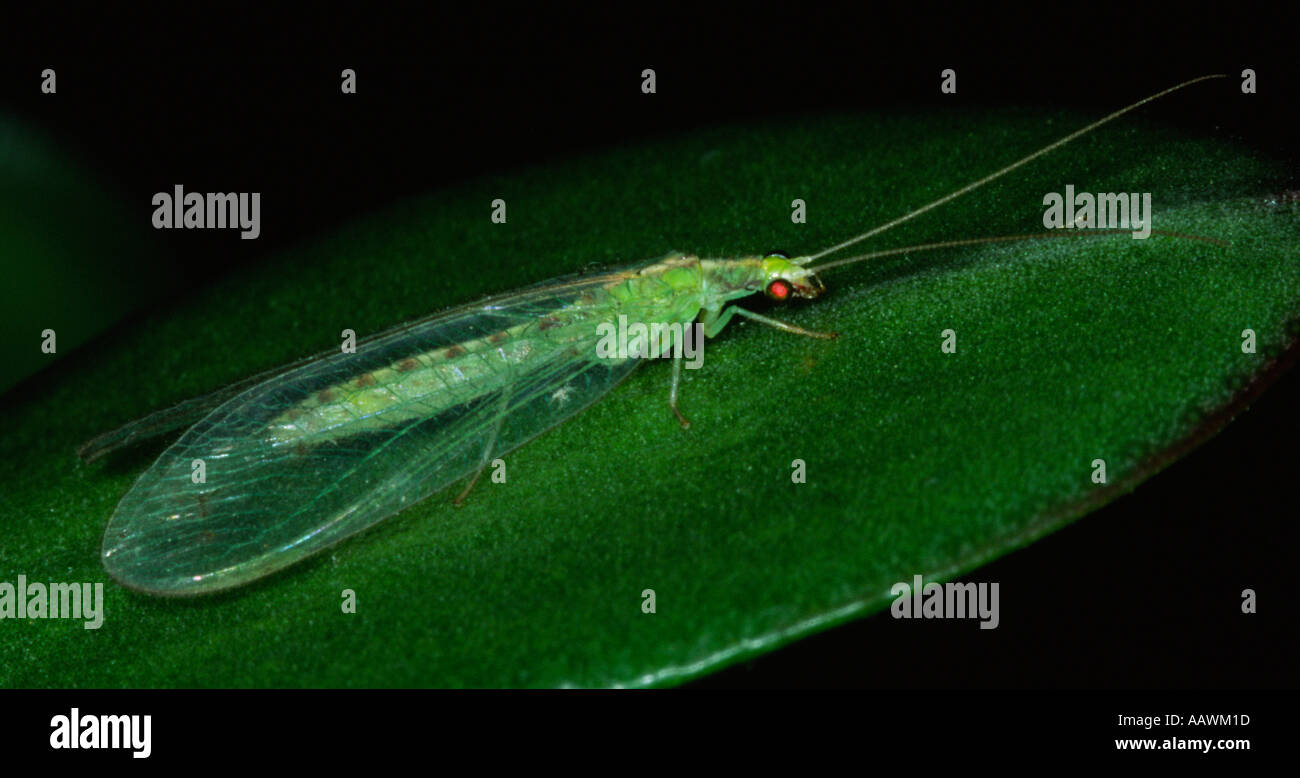 Green lacewing sitting hi-res stock photography and images - Alamy