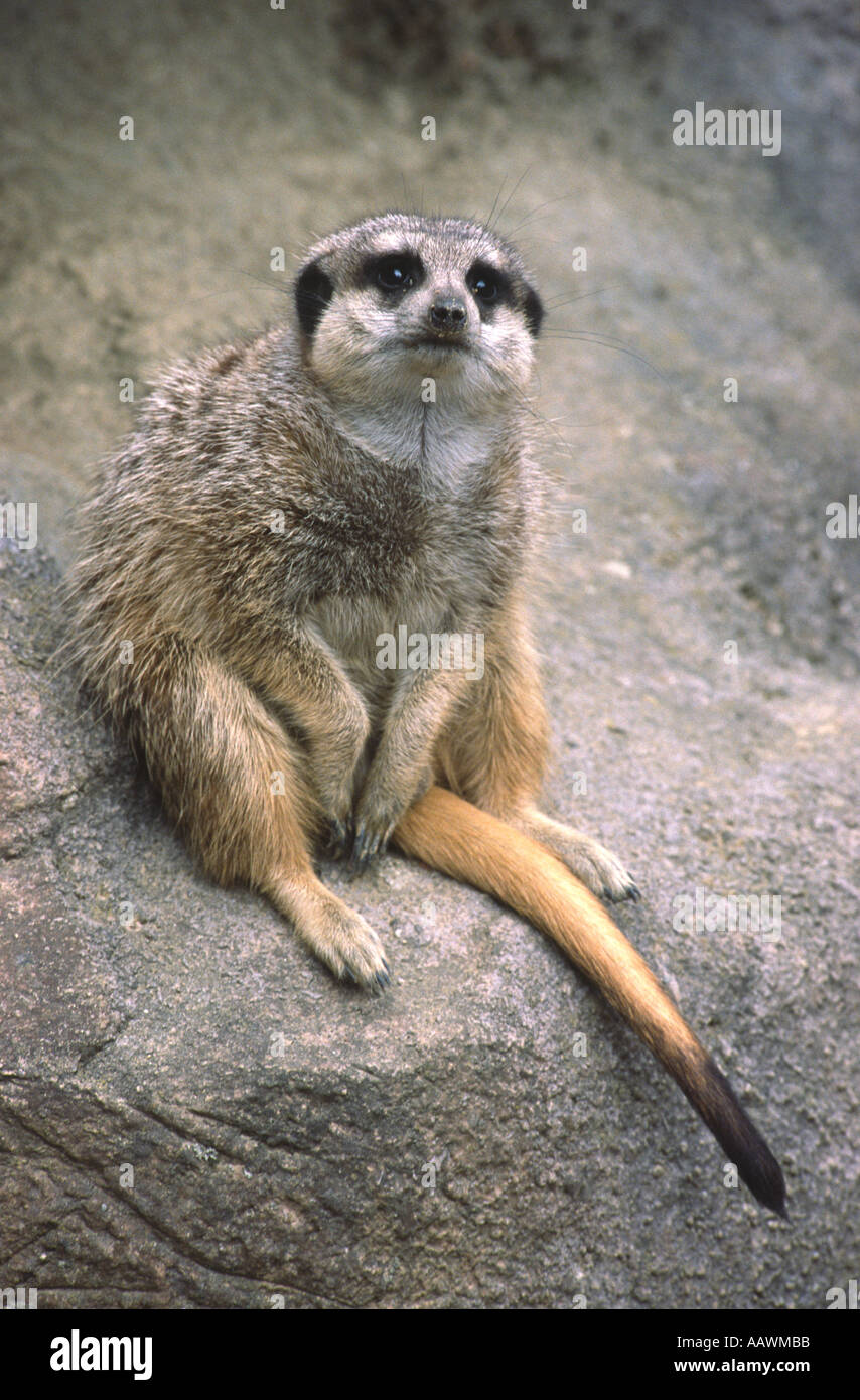 Suricat suricate hi-res stock photography and images - Alamy