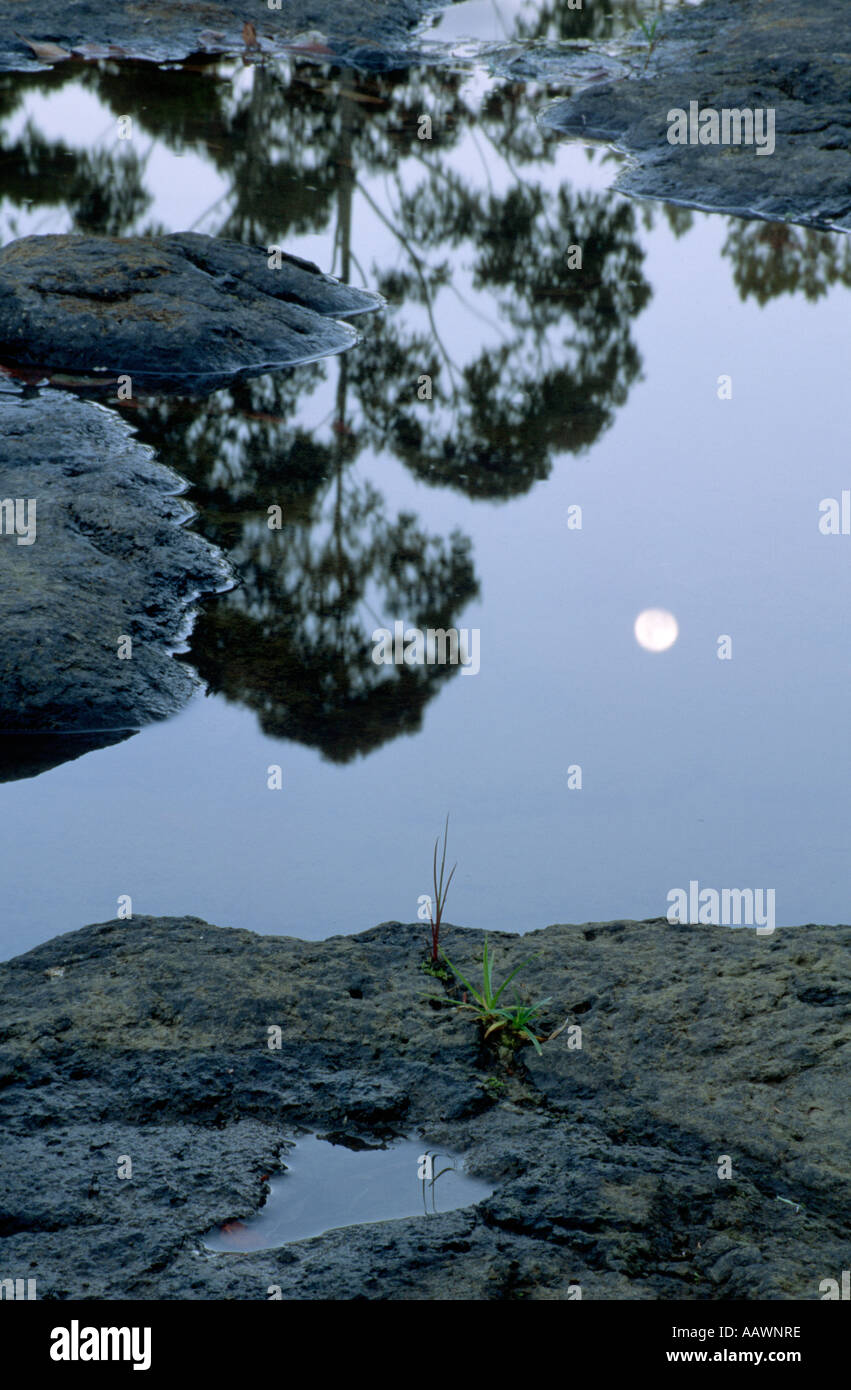 Reflection in Puddle Kerikeri Bay of Islands Northland North Island New ...
