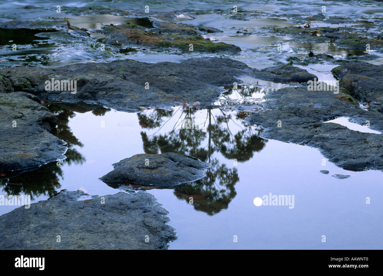 Reflection in Puddle Kerikeri Bay of Islands Northland North Island New ...