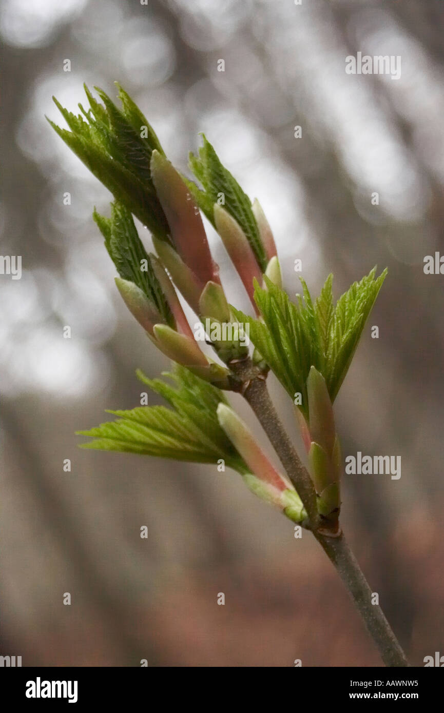 Spring in Forest Stock Photo - Alamy