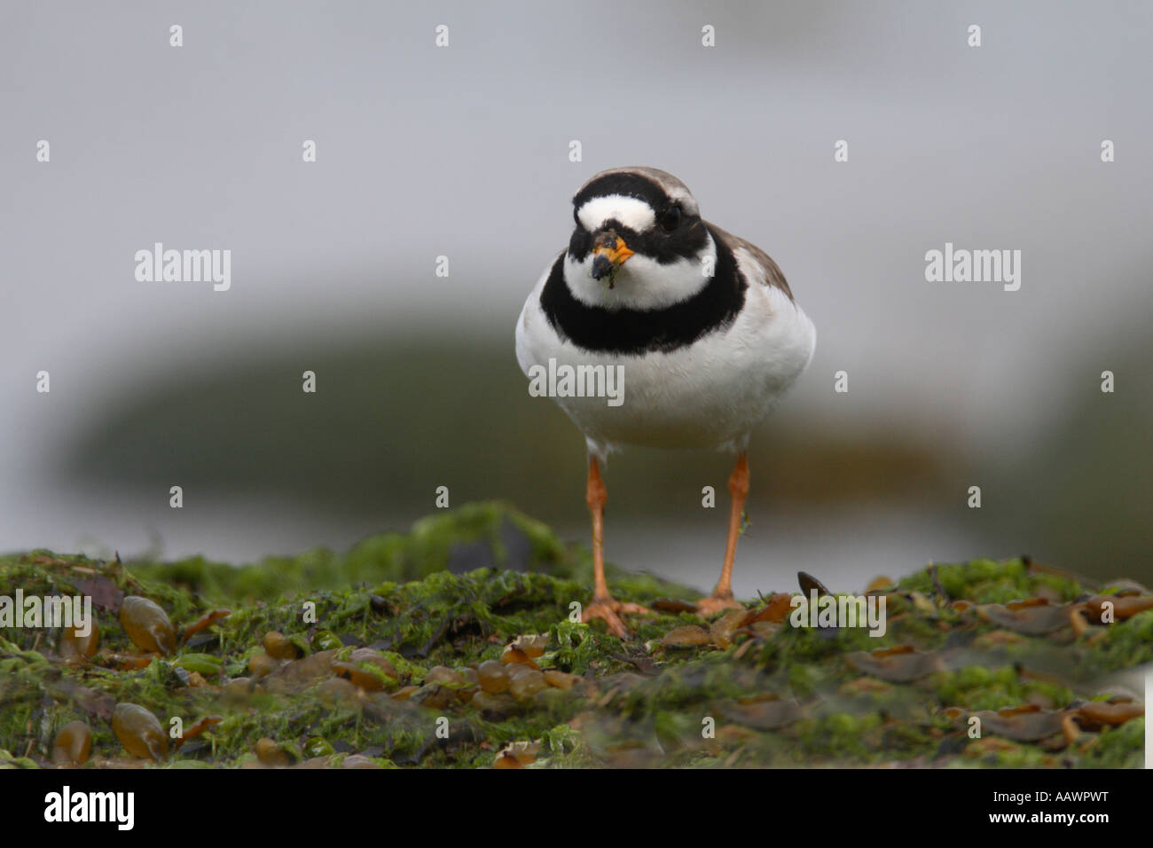 RINGED PLOVER CHARADRIUS HIATICULA MALE STANDING FV Stock Photo - Alamy