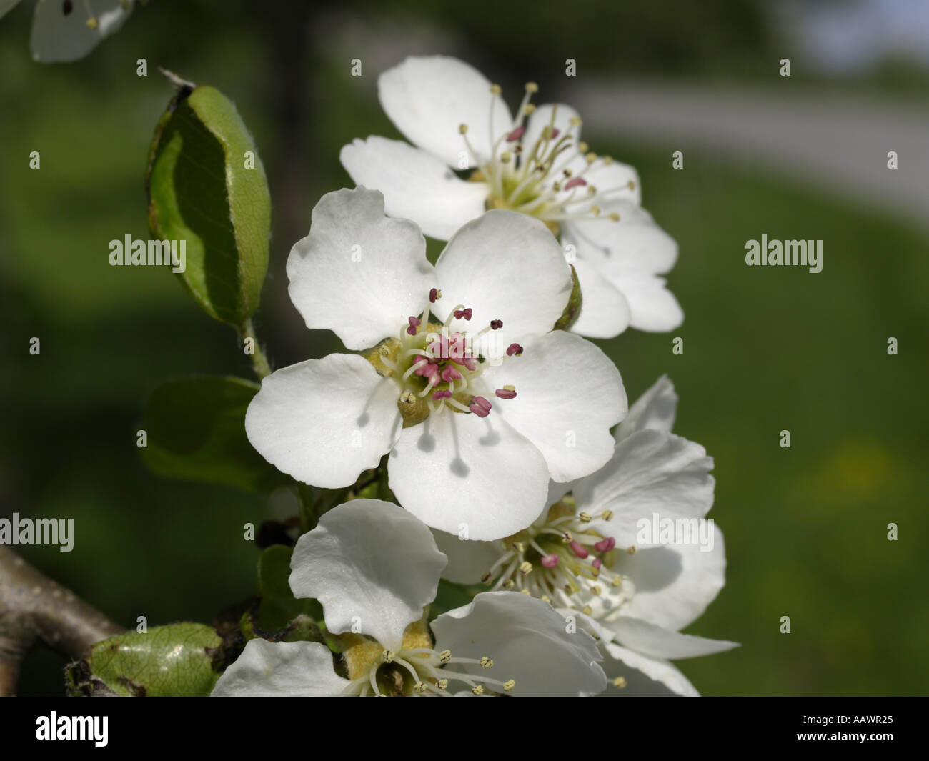 pear tree in blossom detail Stock Photo - Alamy