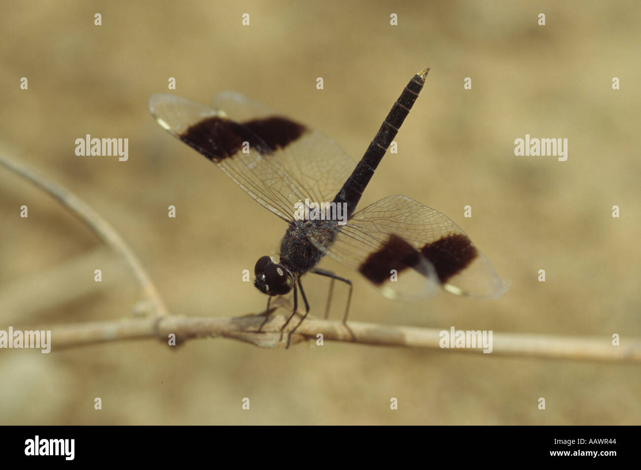 African Dragonfly High Resolution Stock Photography and Images - Alamy