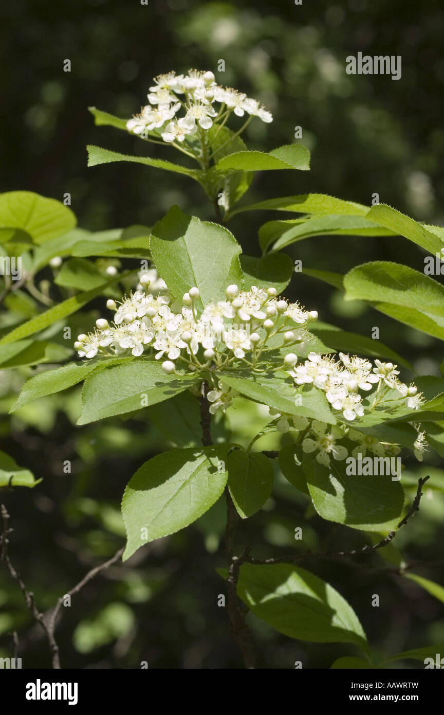 White spring flower of Oriental Photinia - Photinia villosa, China ...