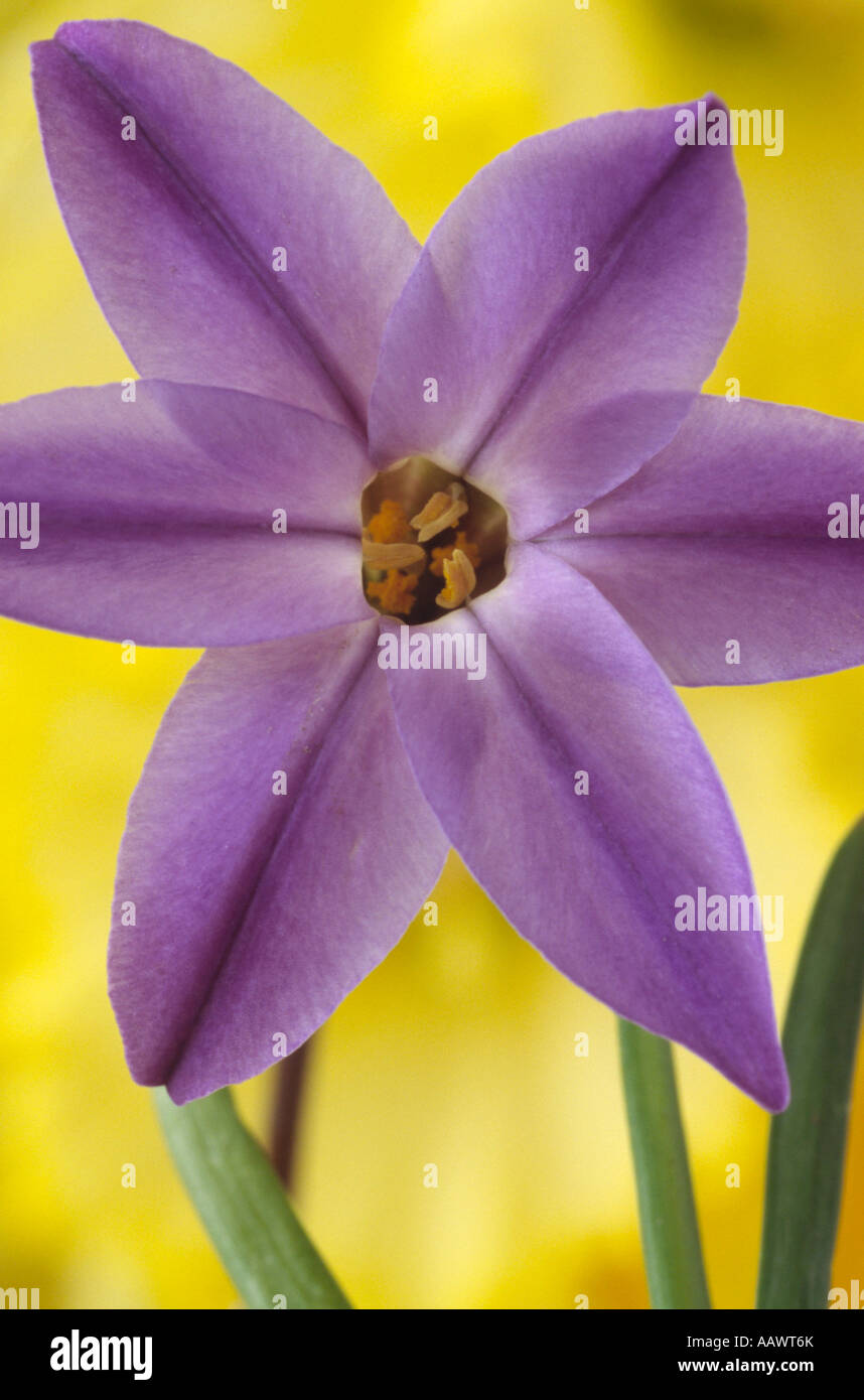 Ipheion 'Froyle Mill' AGM Close up of dusky violet blue star shaped ...