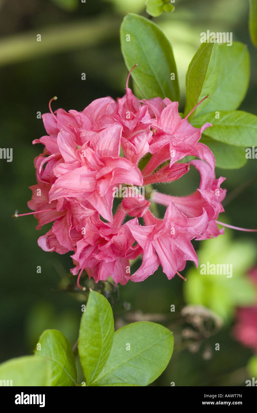 Homebush hi-res stock photography and images - Alamy