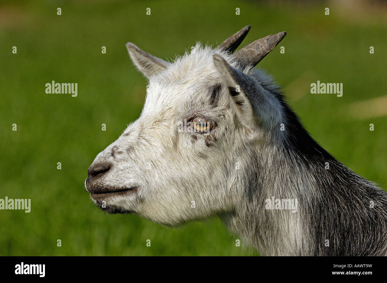 Domestic goat, Capra hircus Stock Photo - Alamy
