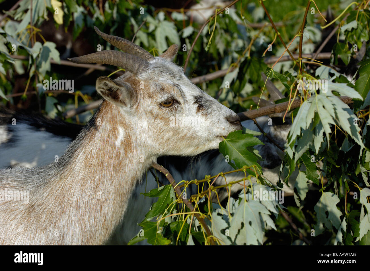 Domestic goat, Capra hircus Stock Photo - Alamy