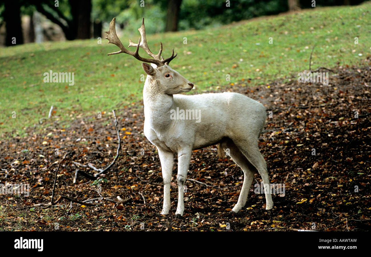 Albino deer hi-res stock photography and images - Alamy