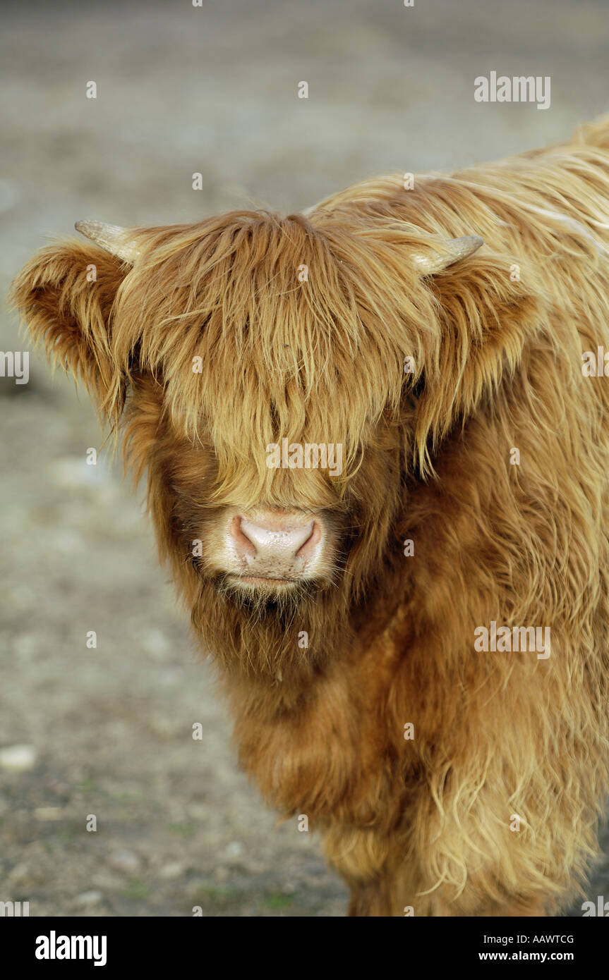 Fjall cattle hi-res stock photography and images - Alamy
