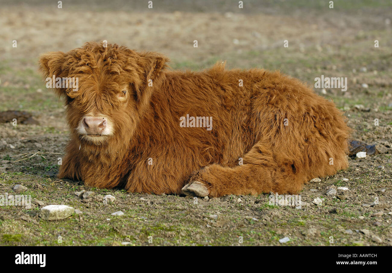 Fjall cattle hi-res stock photography and images - Alamy