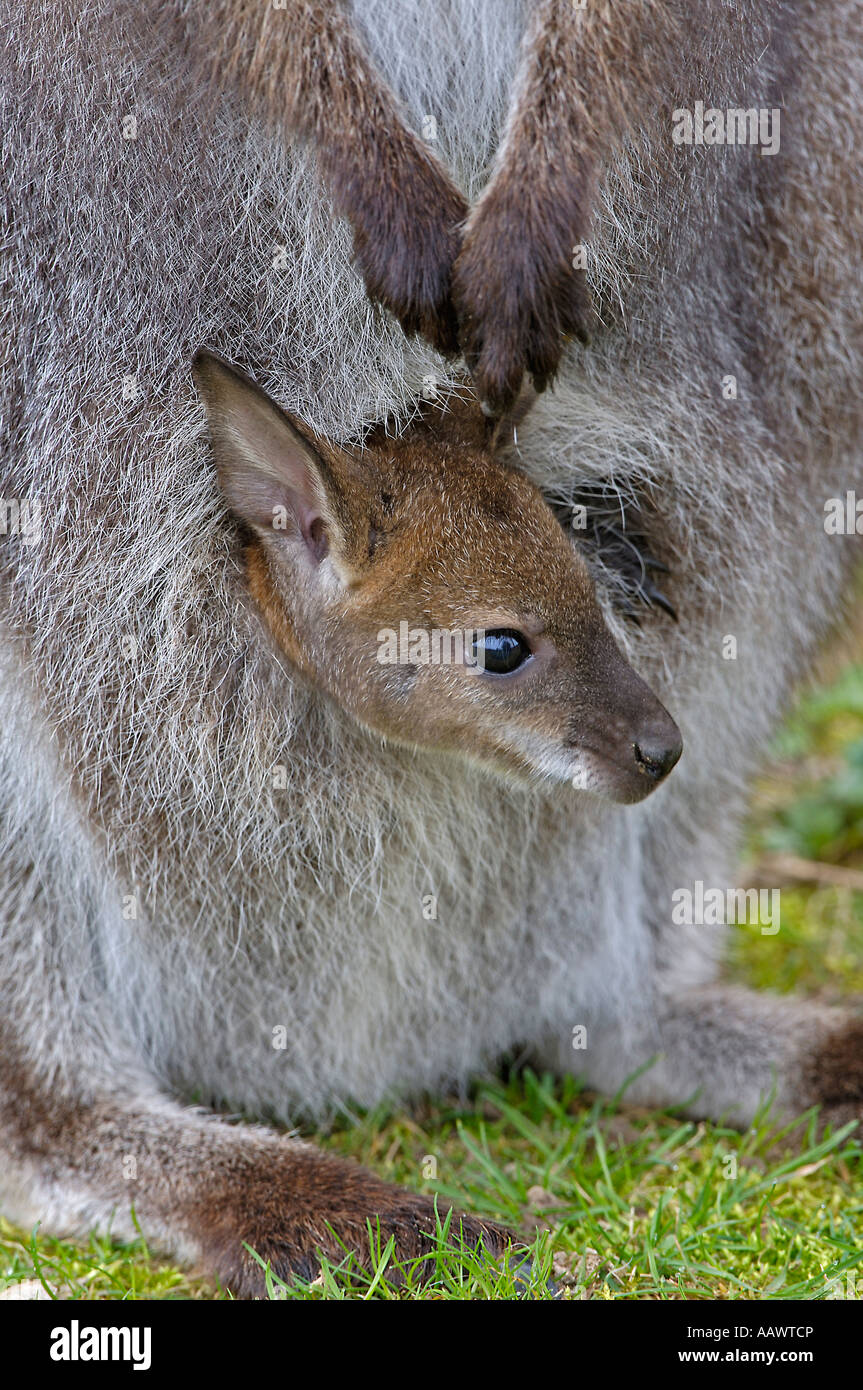 Wallaby kid hi-res stock photography and images - Alamy