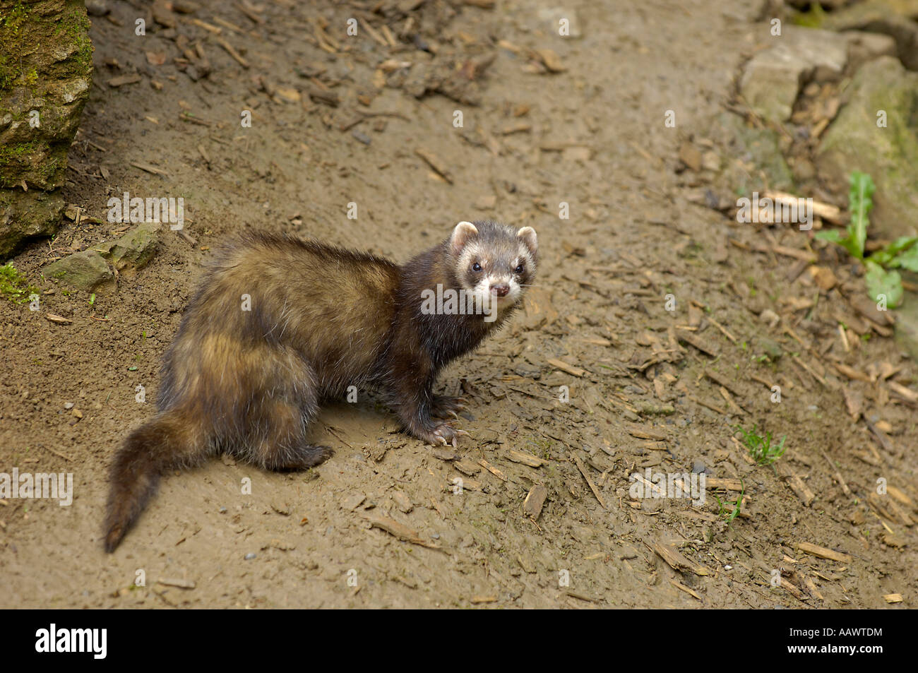 Ferret, Mustela putorius furo Stock Photo - Alamy
