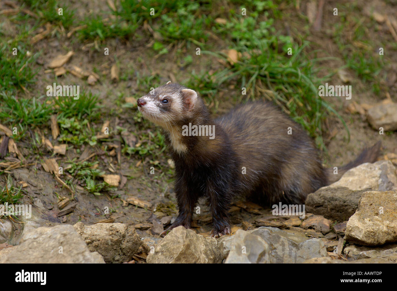 Ferret, Mustela putorius furo Stock Photo - Alamy Ferret, Mustela putorius furo Stock Photo - Alamy