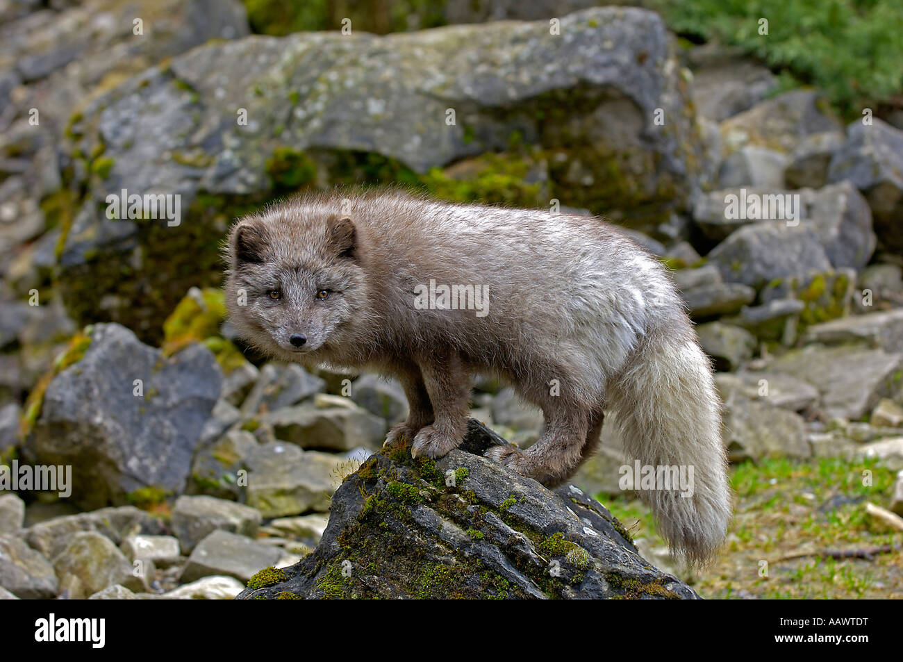 Artic fox, Alopex lagopus Stock Photo - Alamy