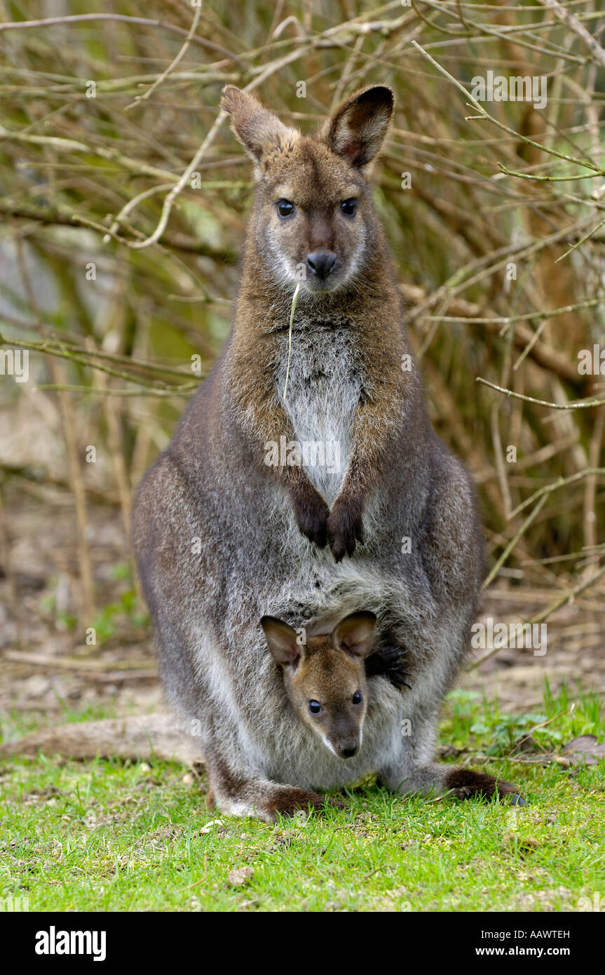 Wallaby kid hi-res stock photography and images - Alamy