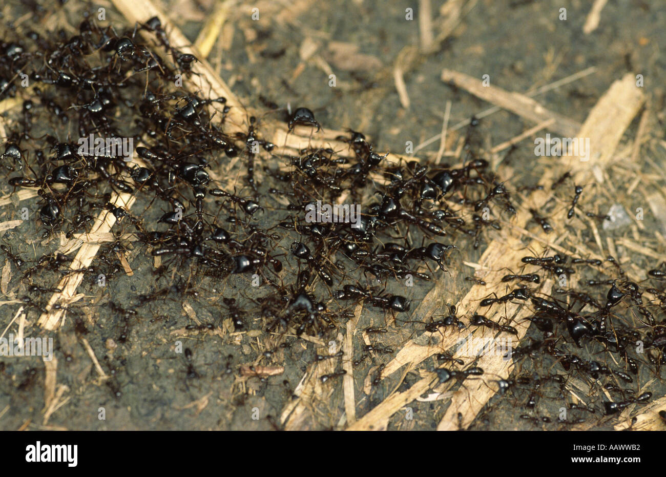 Driver ant hi-res stock photography and images - Alamy