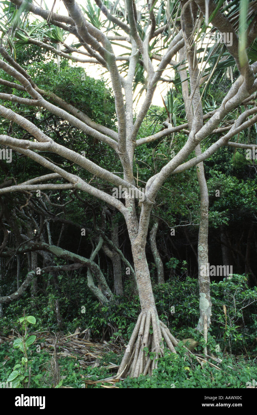 Pandanus Palm or Bread Fruit Tree Planton Island Whitsunday Islands ...