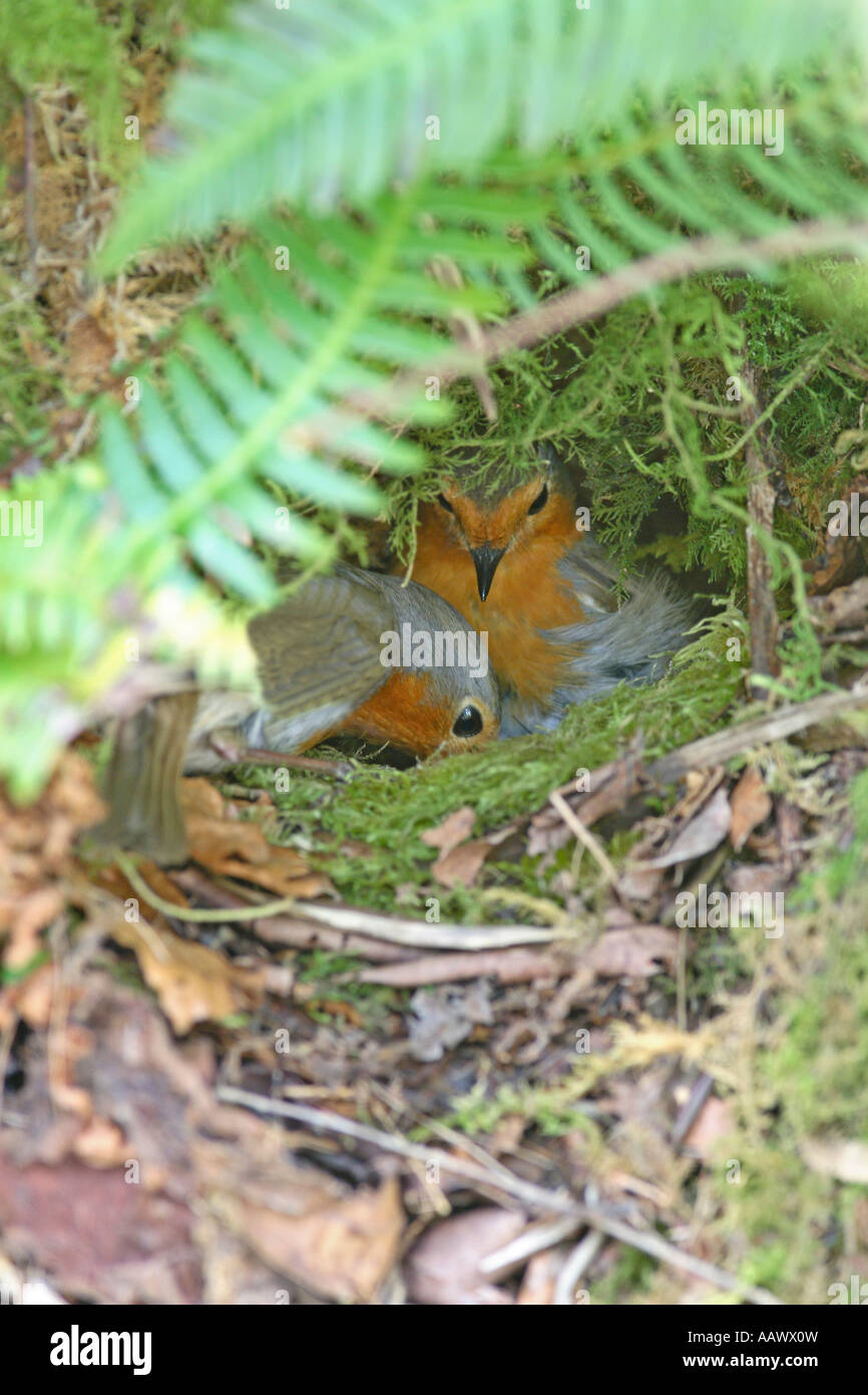 ROBIN ERITHACUS RUBECULA PAIR AT NEST FEEDING SMALL YOUNG Stock Photo ...