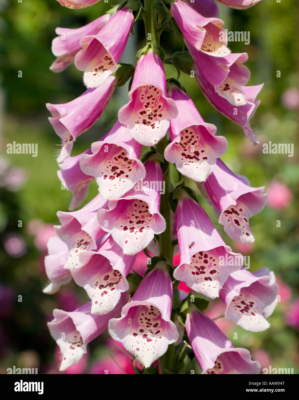 Red foxglove (Digitalis purpurea Stock Photo - Alamy