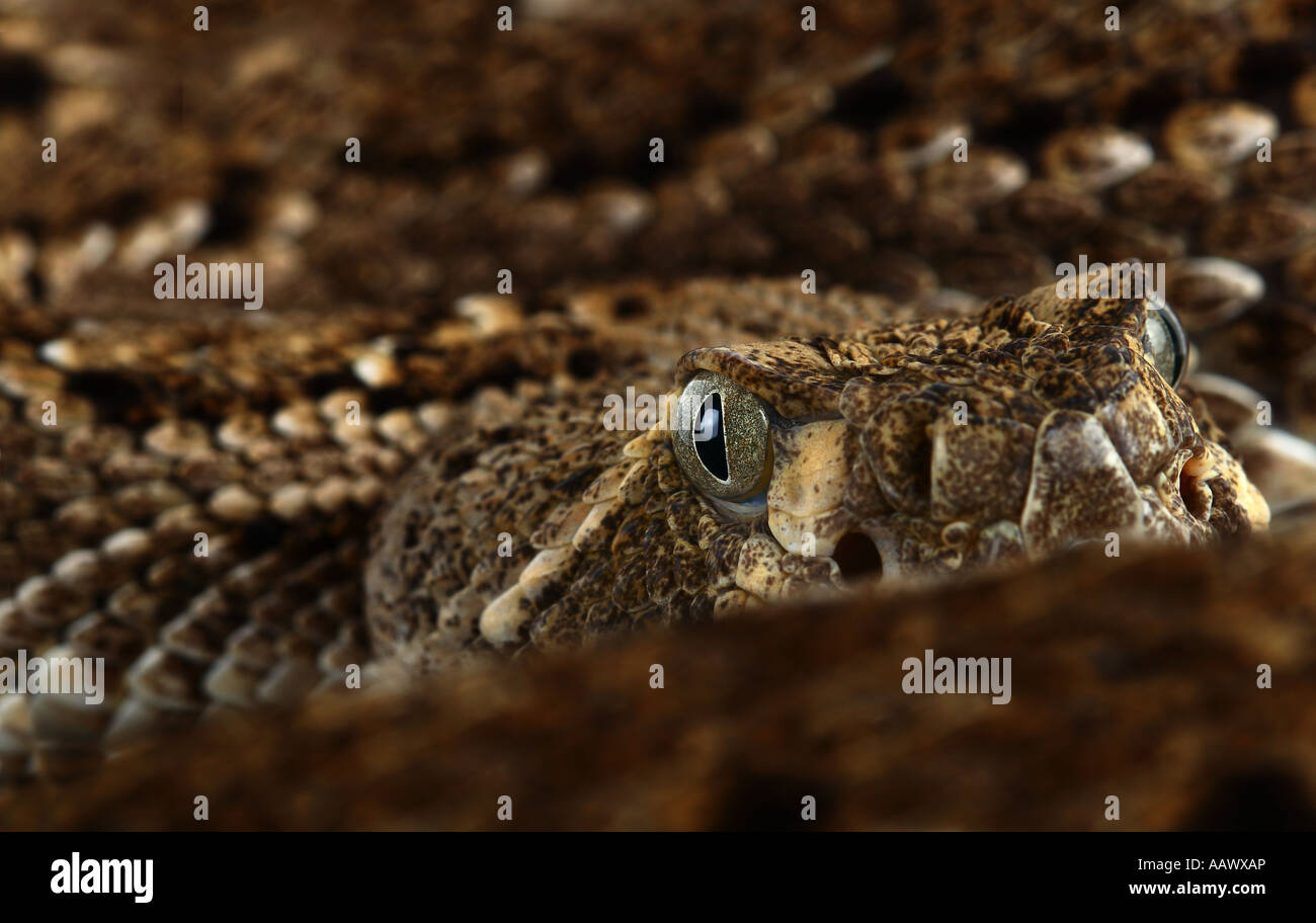 Mexican rattlesnake hi-res stock photography and images - Alamy