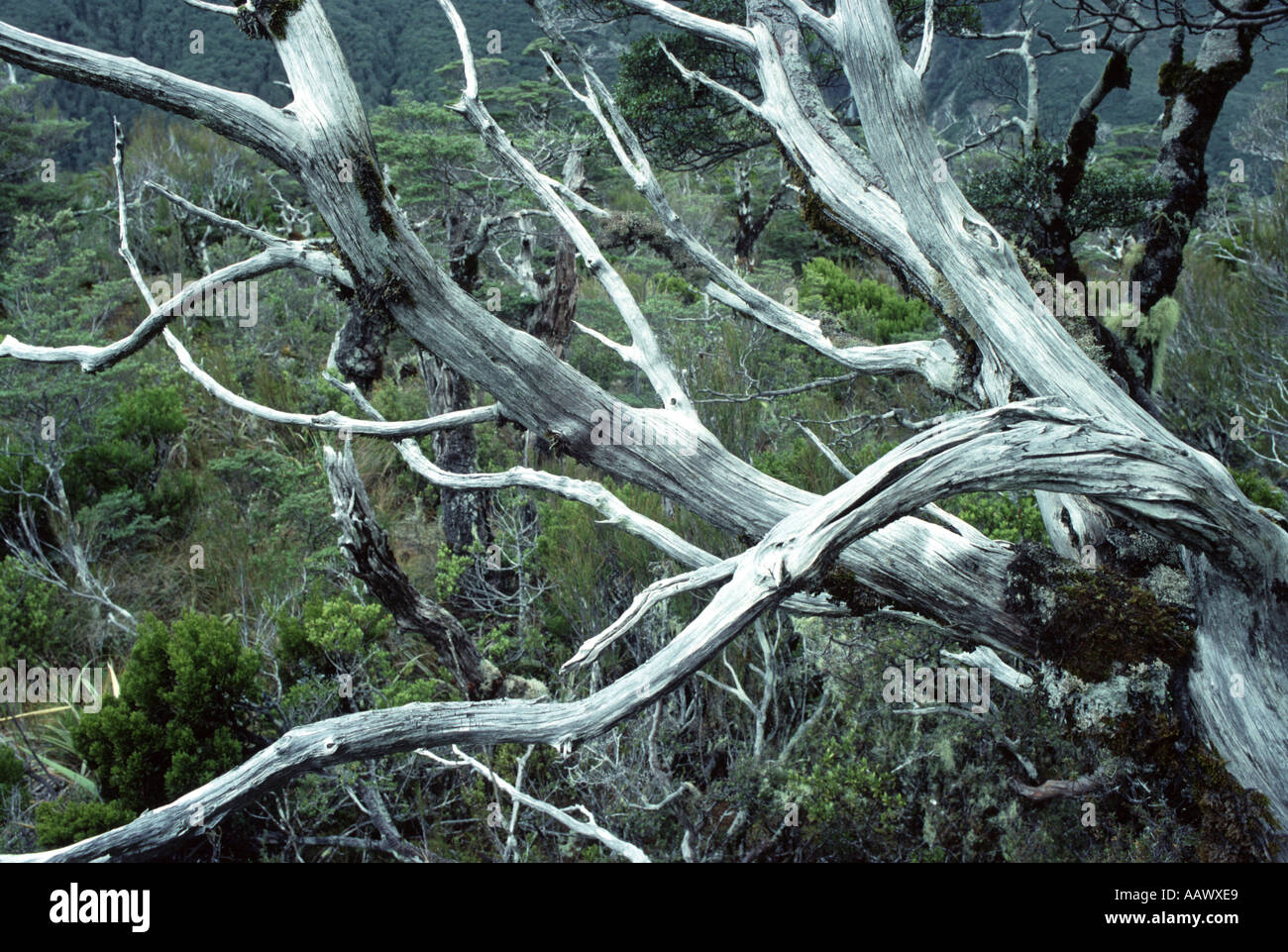 Mountain beech tree branch Arthurs Pass Canterbury New Zealand Stock ...