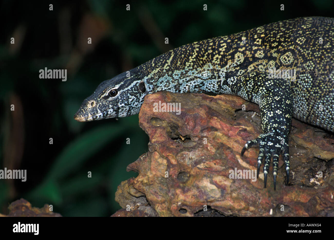 Nile Monitor Lizard Stock Photos & Nile Monitor Lizard Stock Images - Alamy