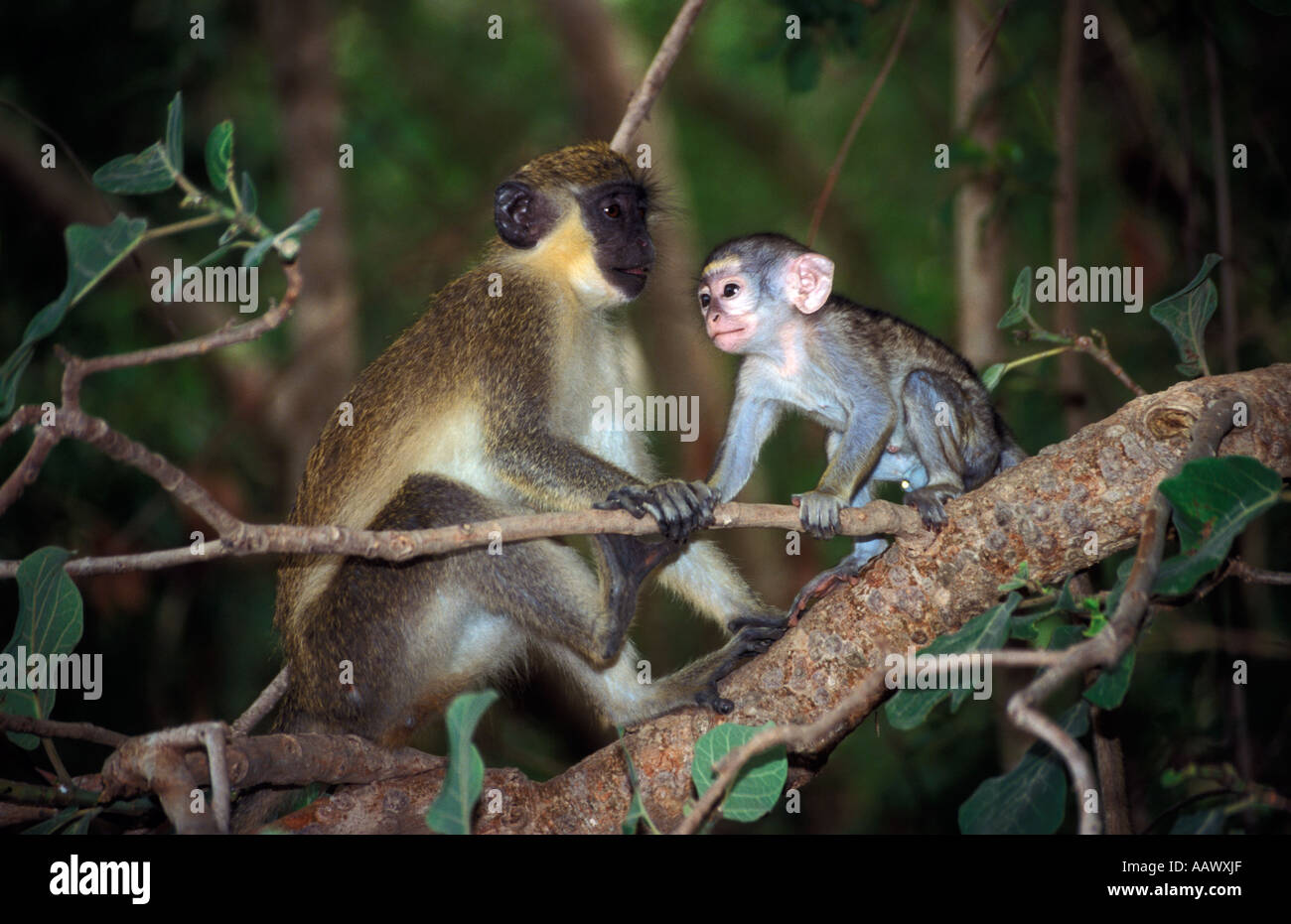 Callithrix monkey with young , Cercopithecus sabeus , Janjangbureh on ...