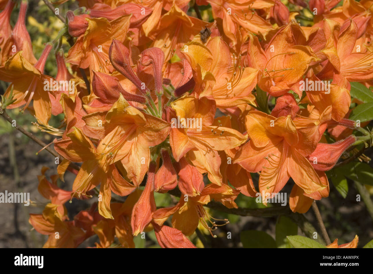 Orange Azalea spring flowers close up - Rhododendron var Homebush Stock ...