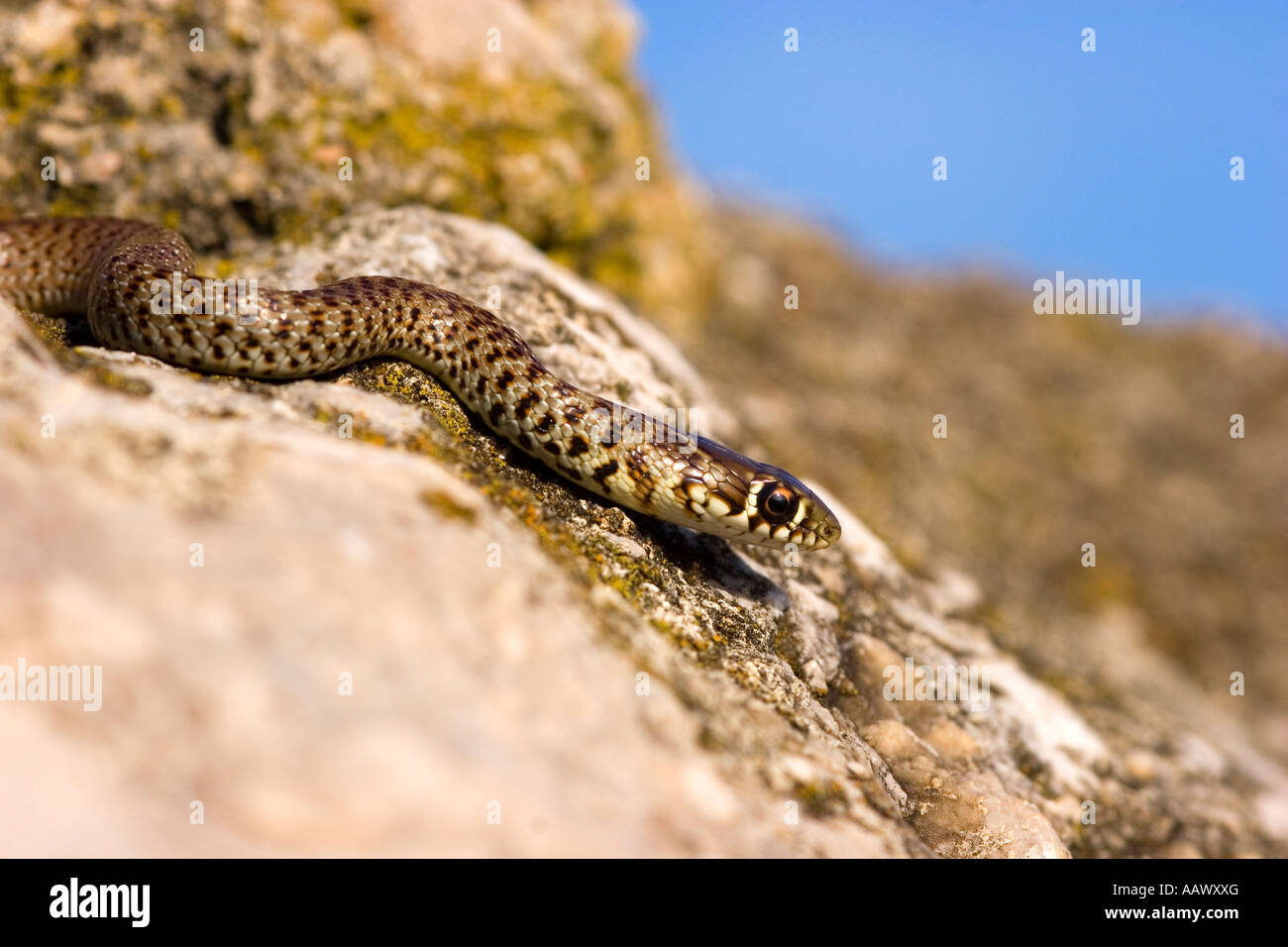 Gemonensis hi-res stock photography and images - Alamy