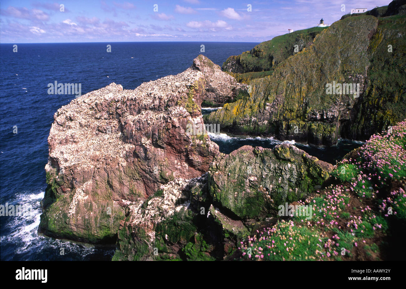 St Abbs Head Nature Reserve looking to St Abbs Head lighthouse on the ...
