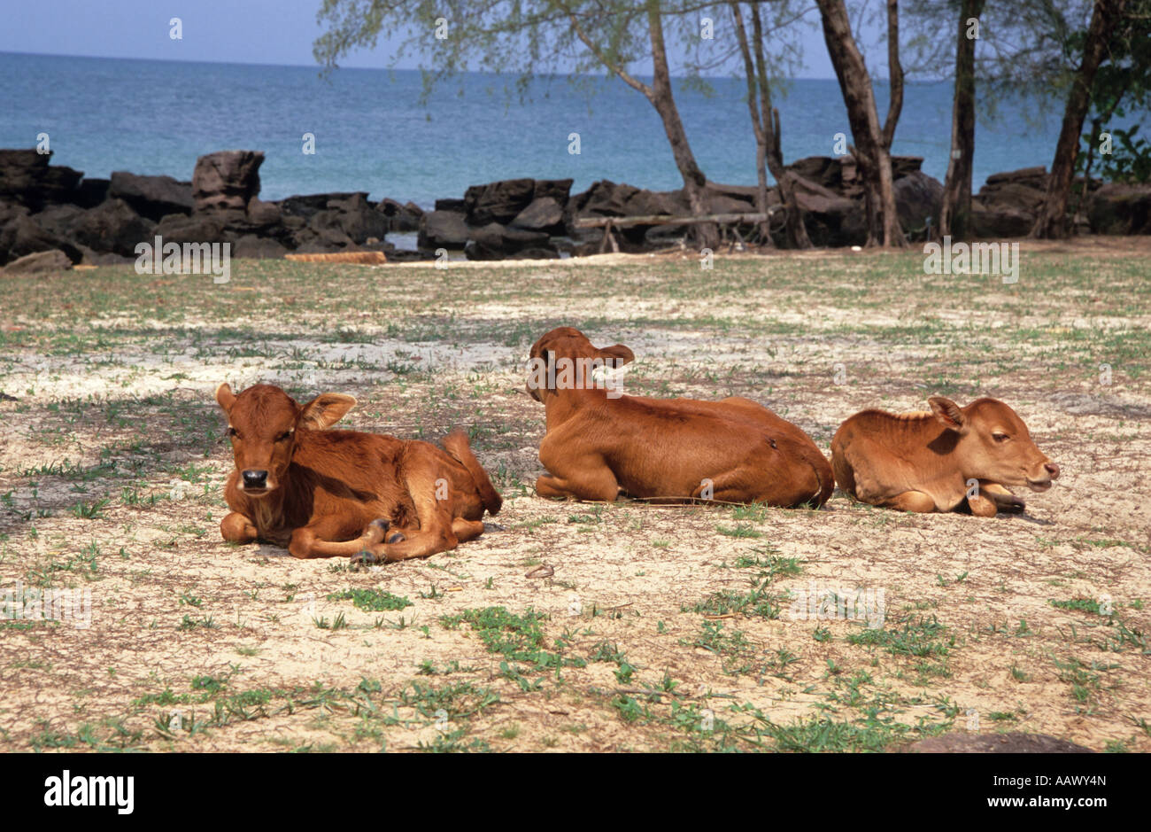 Three calves at the coast, Phu Quoc Island, Vietnam Stock Photo - Alamy