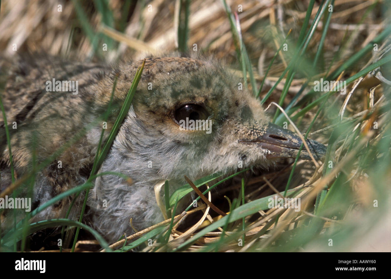 Lapwing chick in nest Stock Photo - Alamy