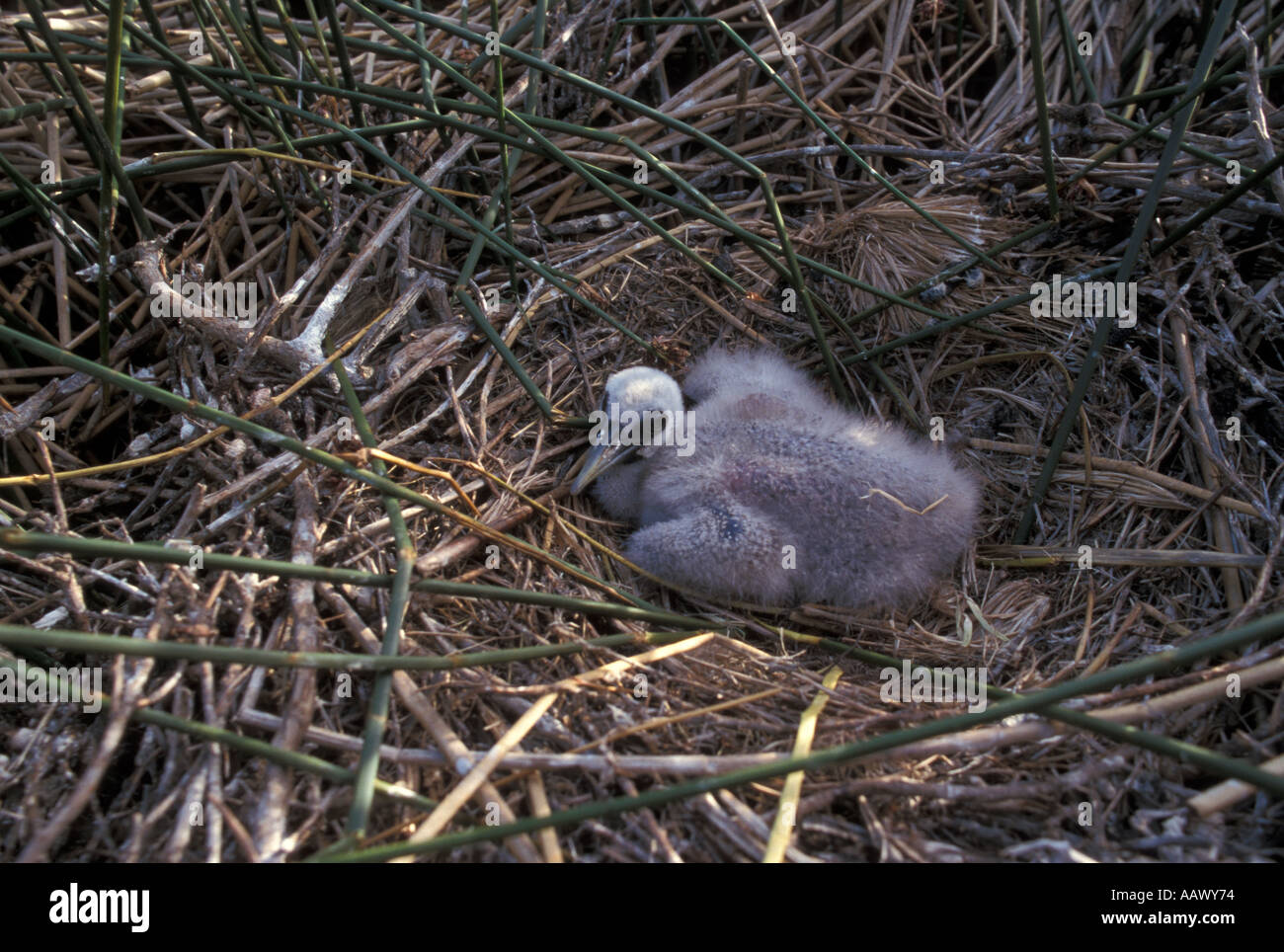Ibis chick hi-res stock photography and images - Alamy