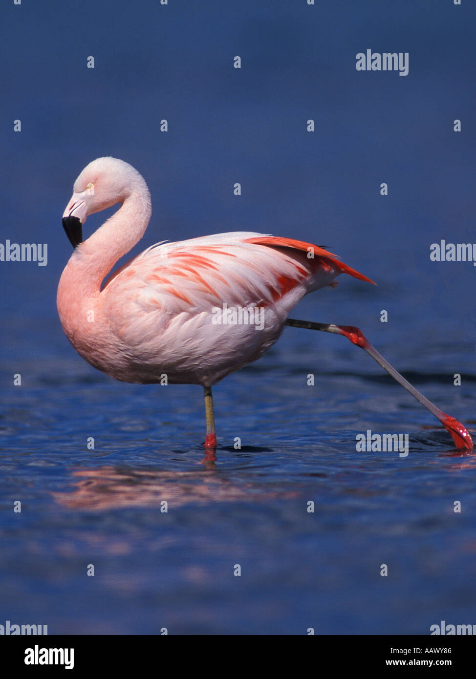 One leg flamingo hi-res stock photography and images - Alamy