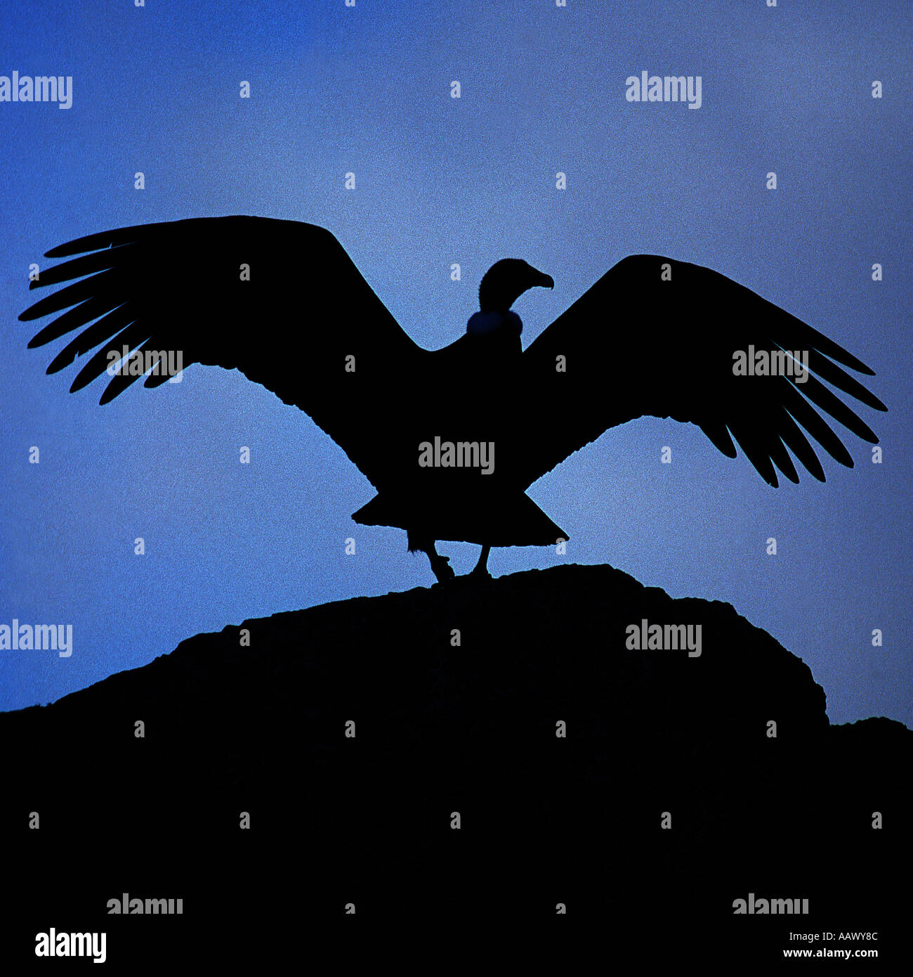 Female Andean Condor standing on rock in silhouette Stock Photo - Alamy