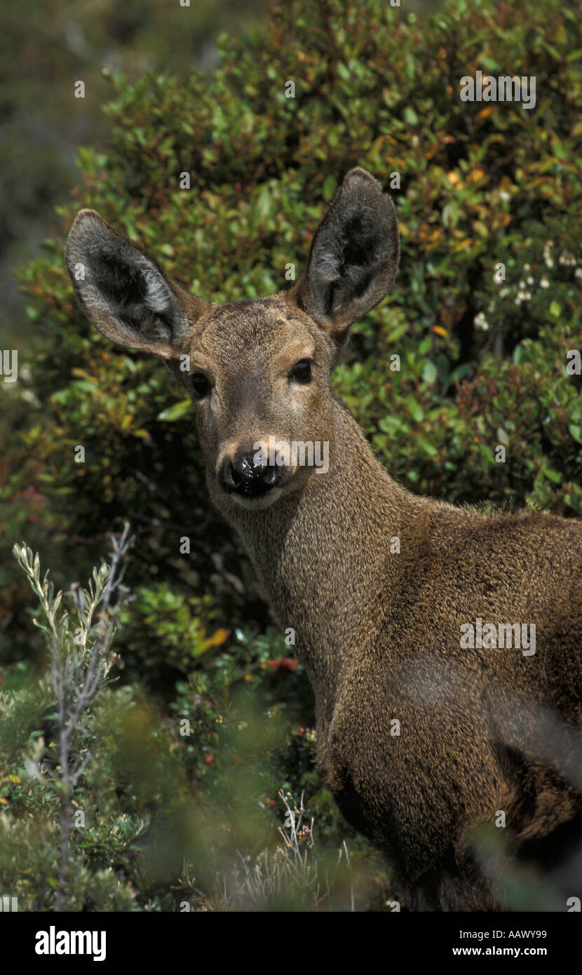 Southern Andean Huemul Deer Portrait Hippocamelus bisulcus Stock Photo ...