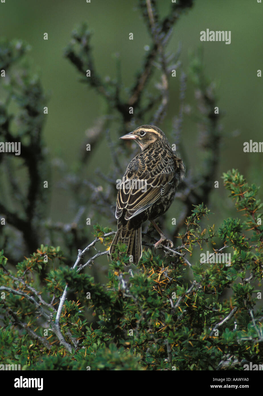 Female Meadow Lark sitting in Mata Negra shrubs Stock Photo - Alamy