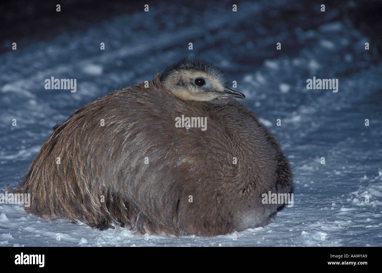 Darwins Rhea or Ñandu sitting in snow at night Stock Photo - Alamy