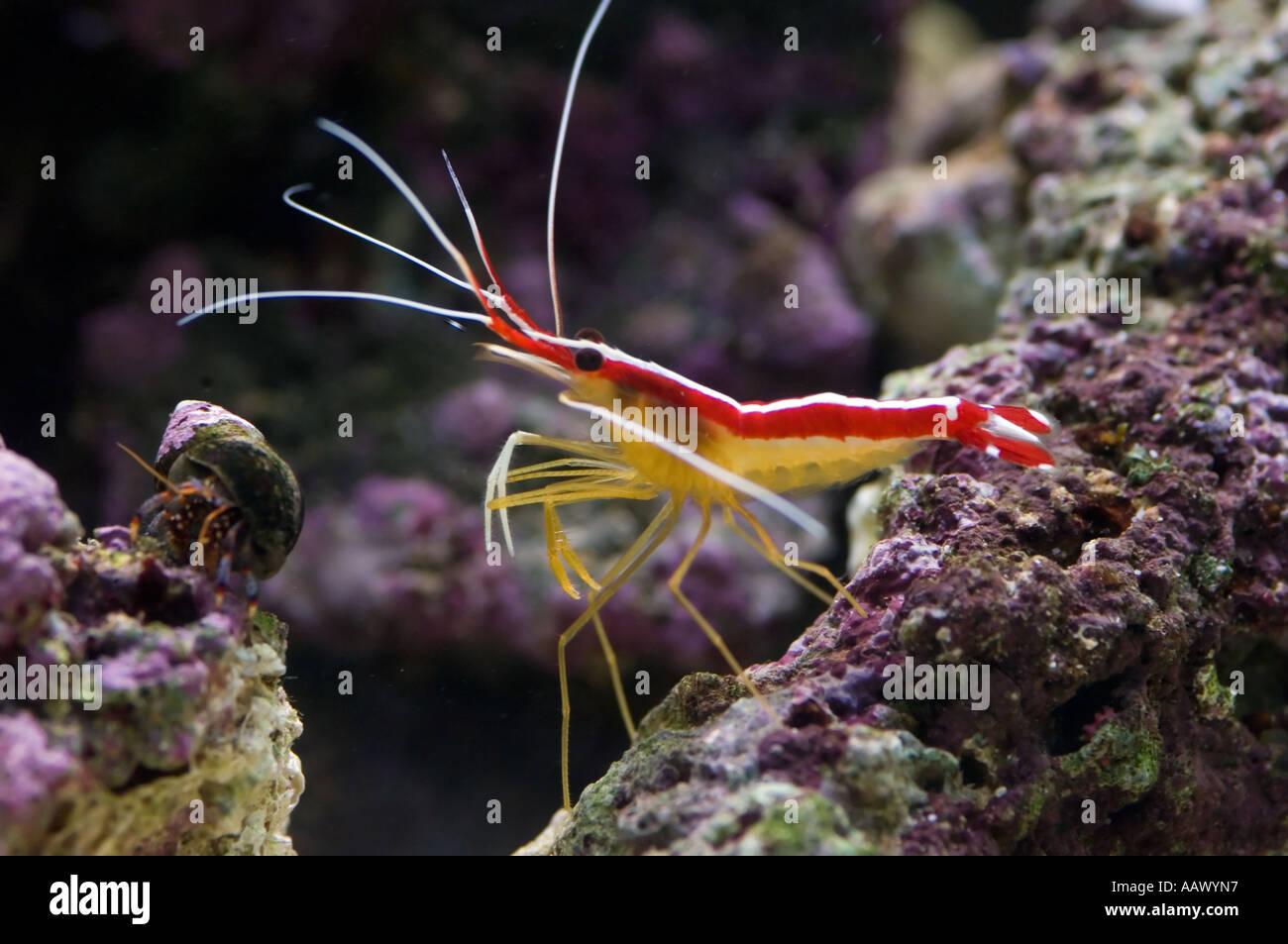 Banded cleaner shrimp Stock Photo - Alamy