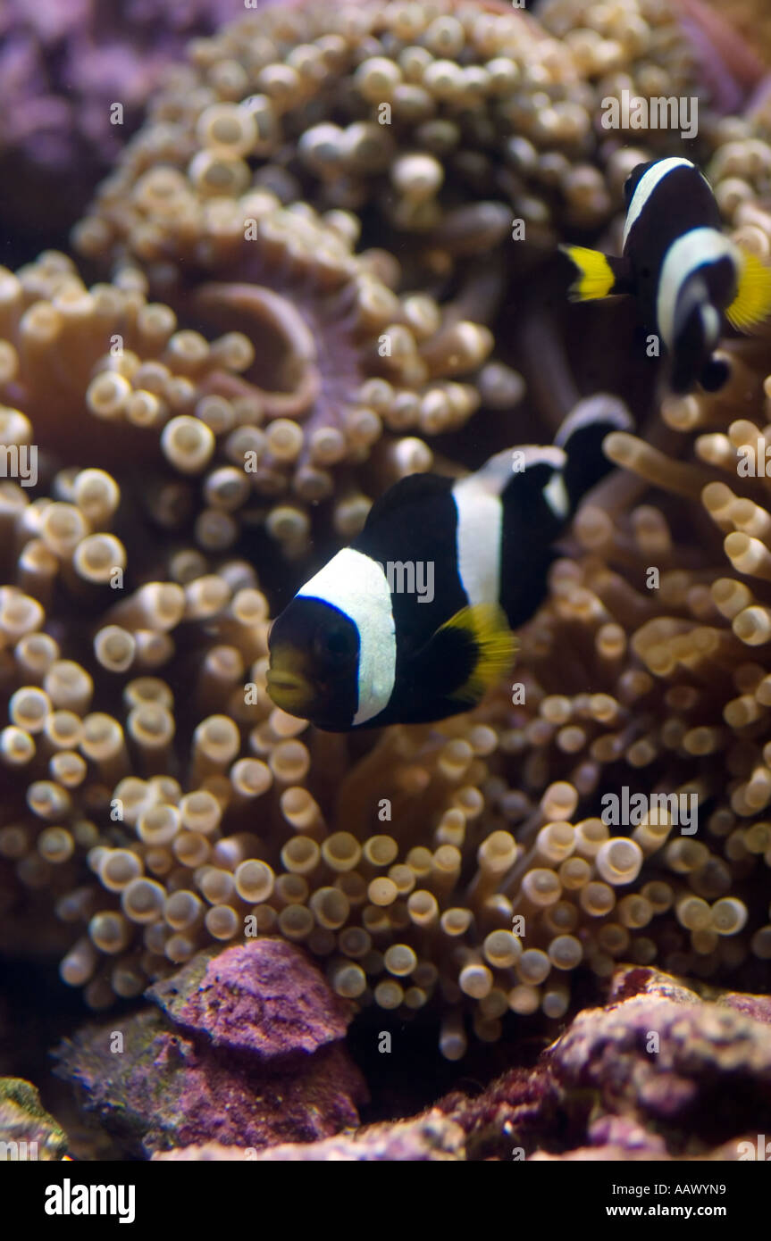 A pair of clownfish, made famous by the Finding nemo childrens film ...
