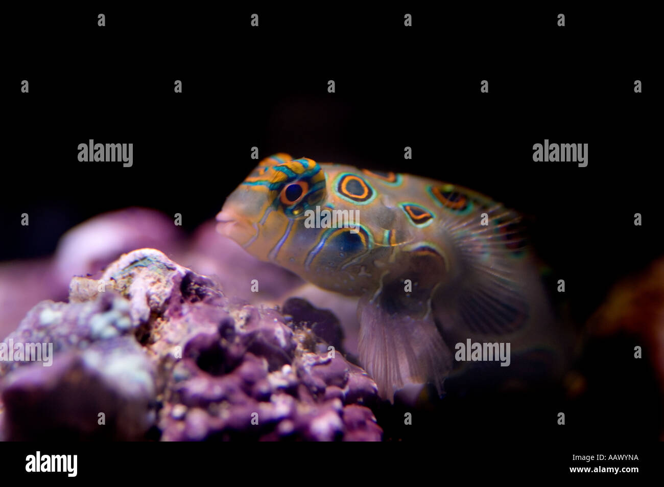Spotted mandarin fish Stock Photo - Alamy