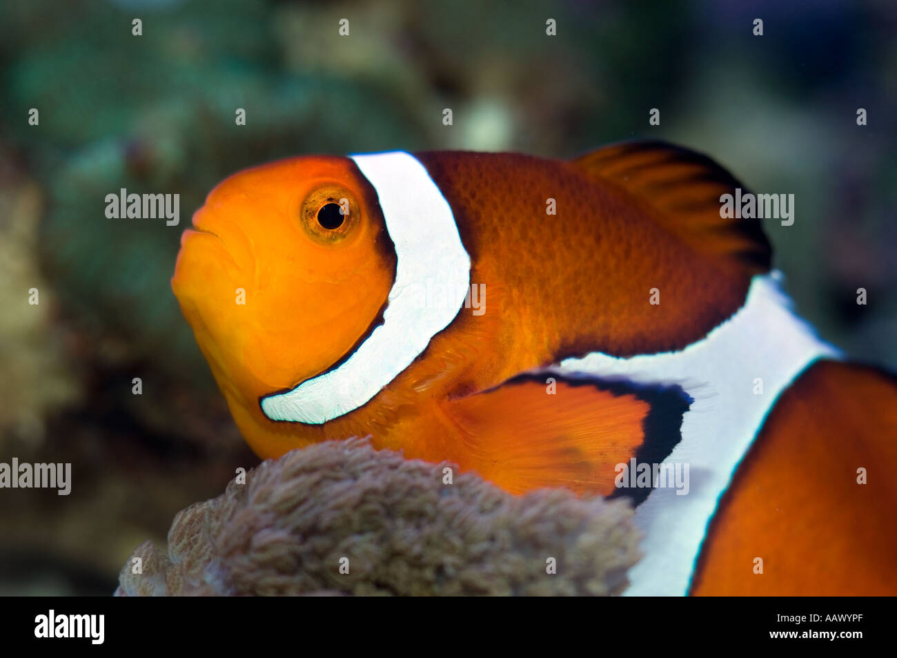 Percula clownfish hi-res stock photography and images - Alamy