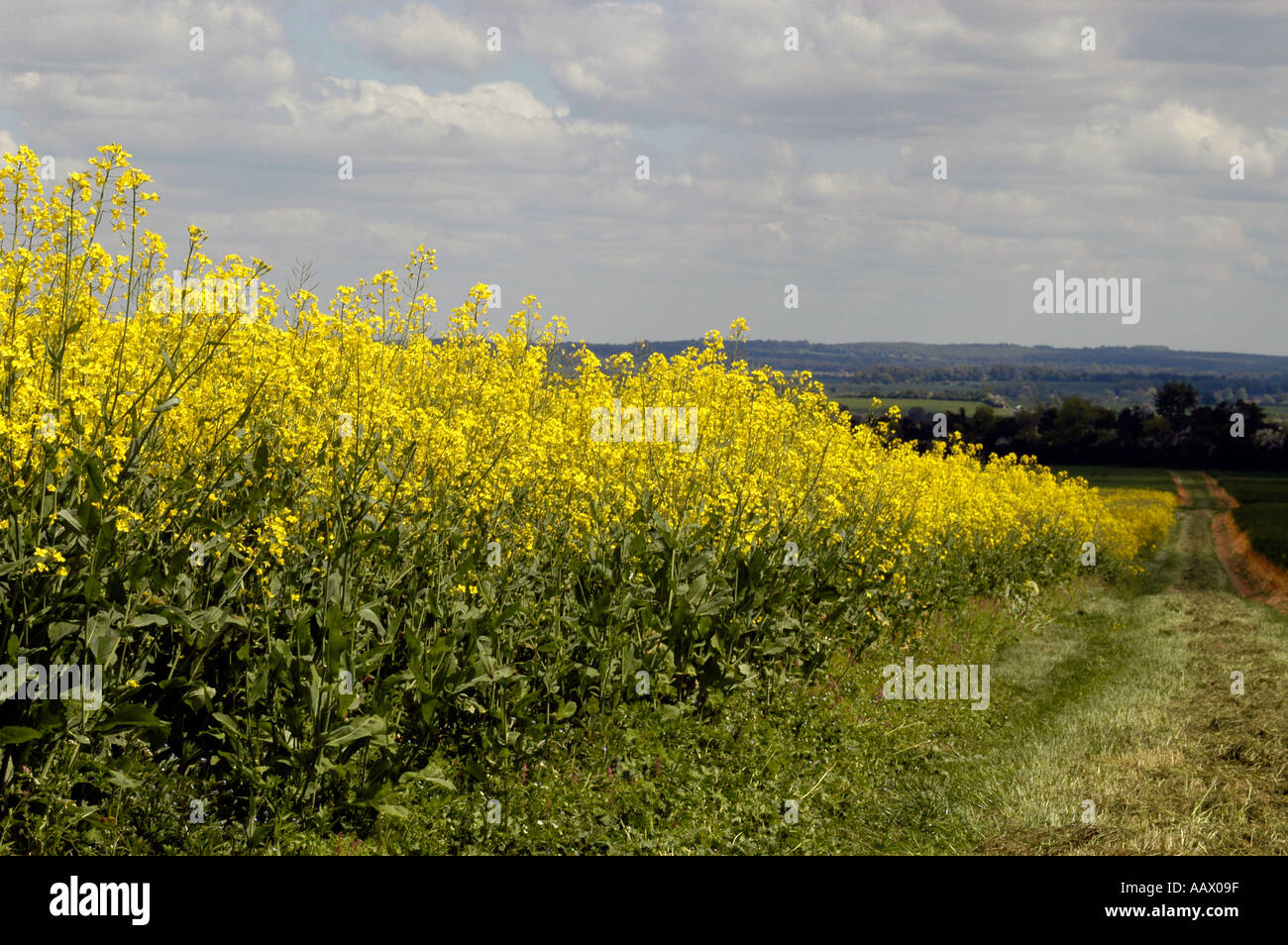 Field of rape seed canola Stock Photo - Alamy