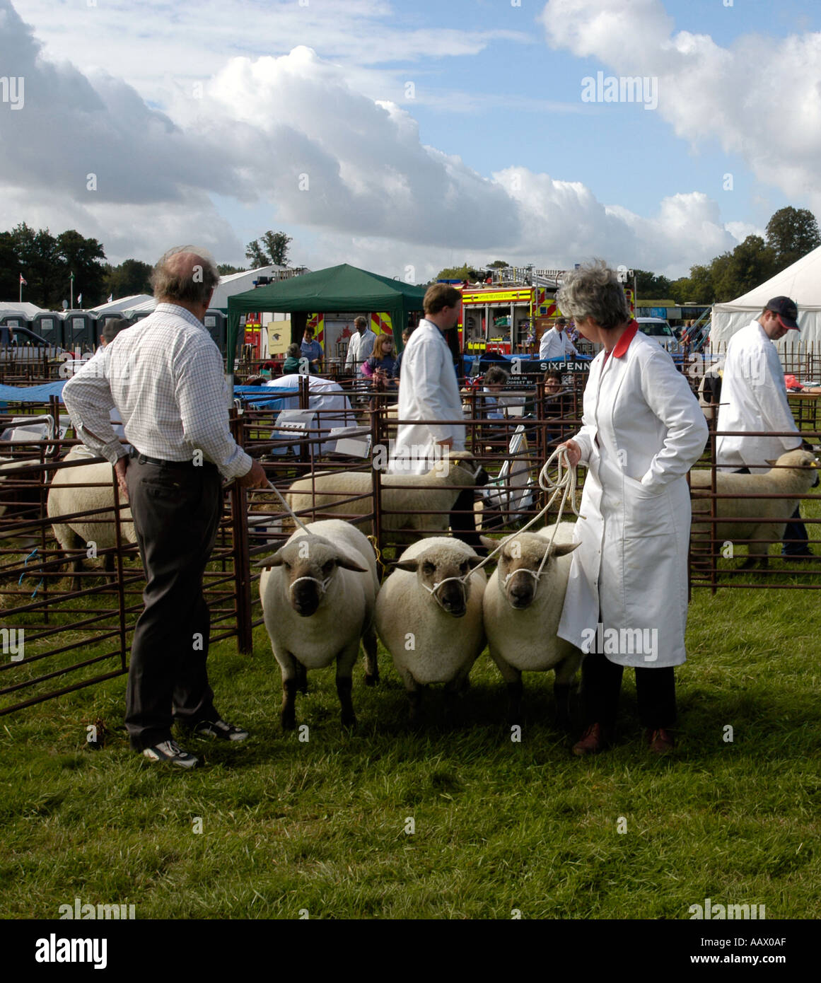 Show lamb pens hi-res stock photography and images - Alamy