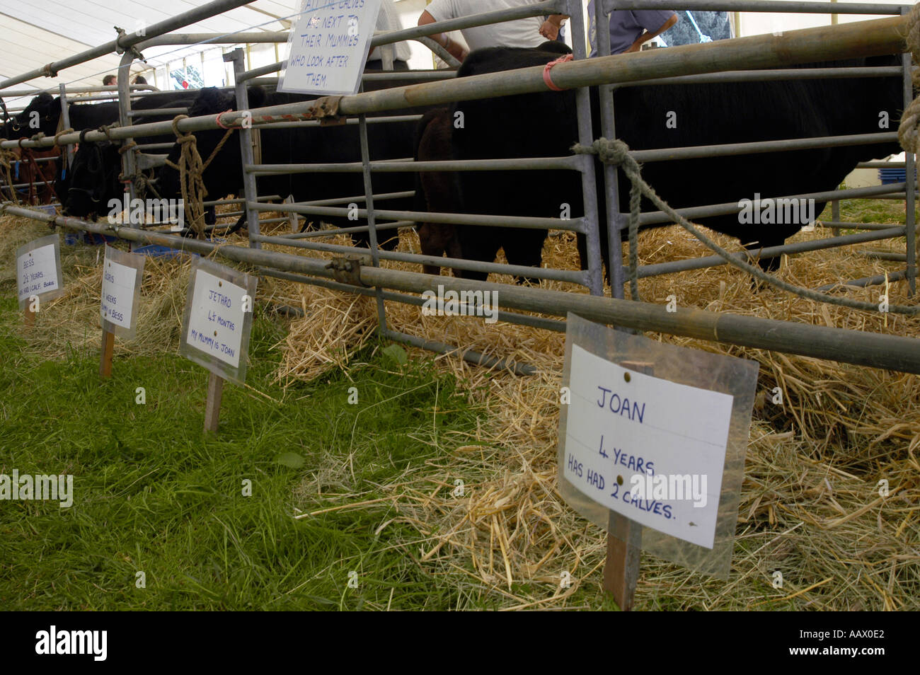 Show cows Stock Photo - Alamy